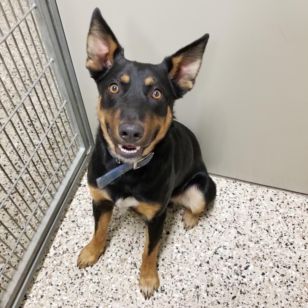 PAWS News – PAWS: Pendleton Animal Welfare Shelter
